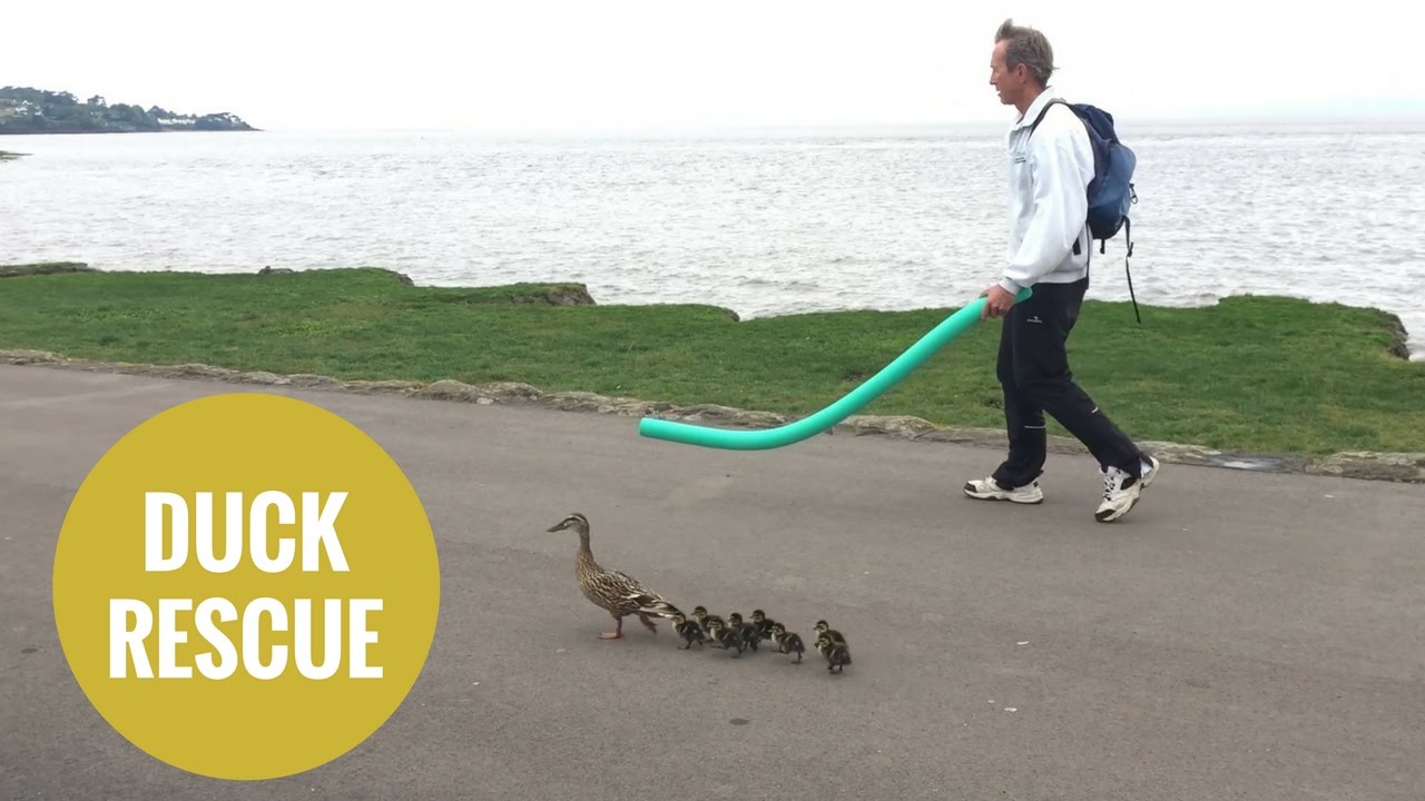 Adorable ducklings rescued by lifeguards after found in swimming pool ...