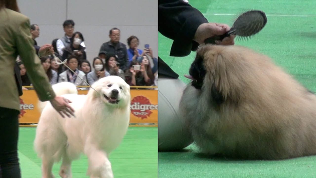 Competitors In The 2016 FCI Japan International Dog Show YouTube competitors-in-the-2016-fci-japan-international-dog-show-youtube