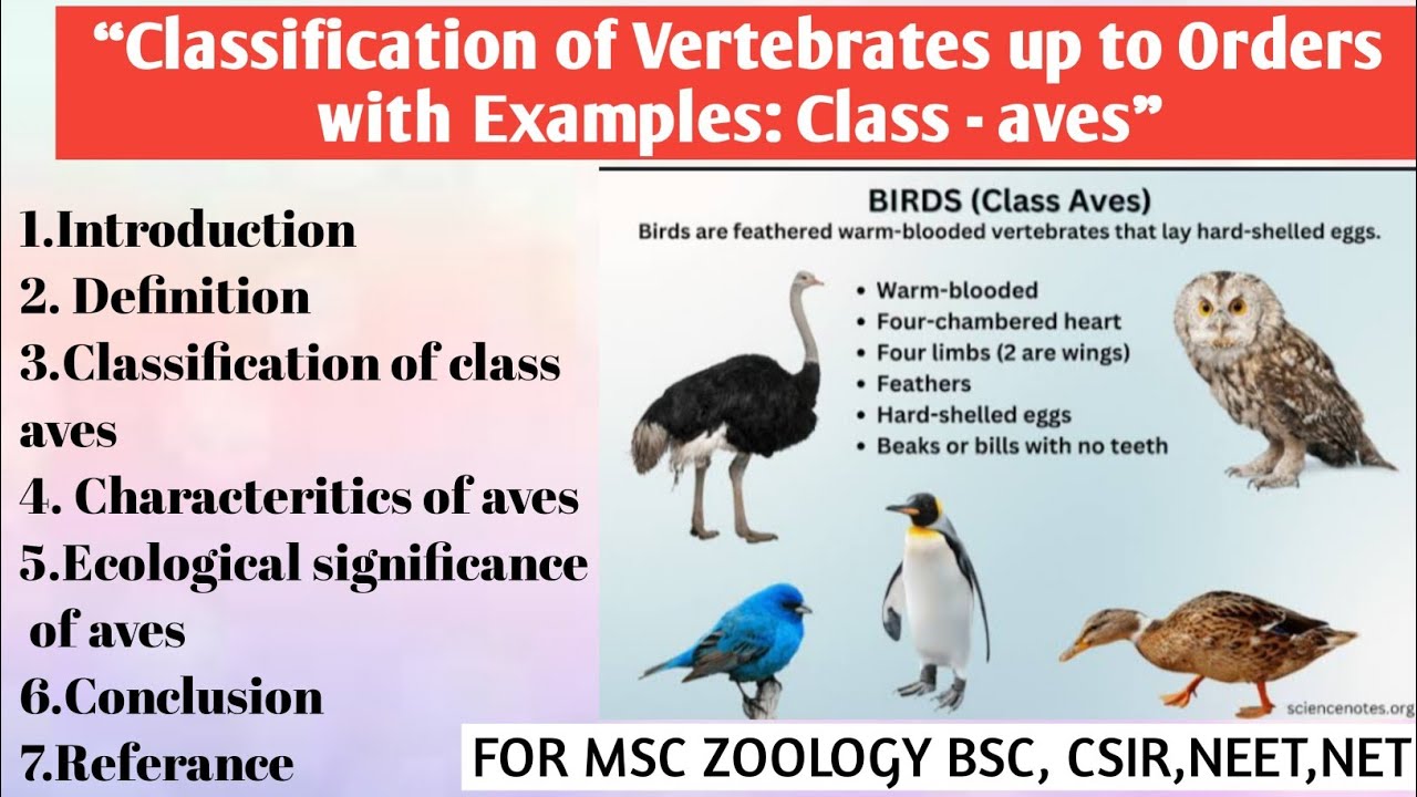 Classification of Aves | Characters of Aves | Types of Aves ...