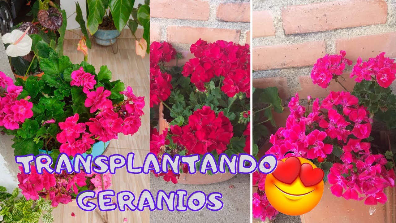 como sembrar GERANIOS en maceta🥰 (SUSTRATO Y CUIDADO) - YouTube