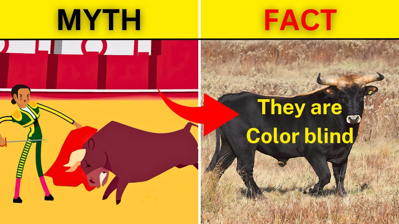 Myths VS Facts | Rich Facts - YouTube