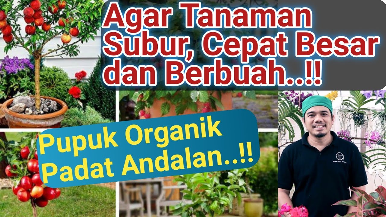 Pakai ini !! Agar tanaman Subur, Cepat Besar, Cepat Berbuah dan Lebat ...