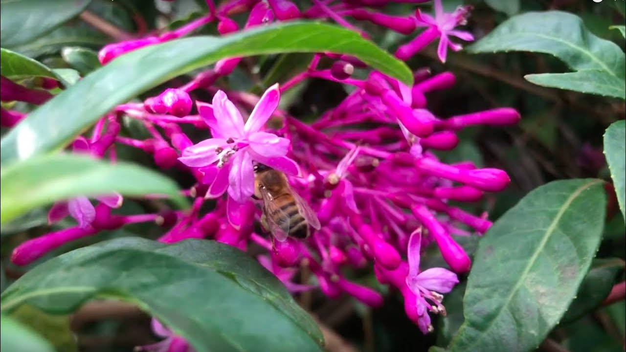 Fuschia arborescens, The Tree Fuscia - YouTube