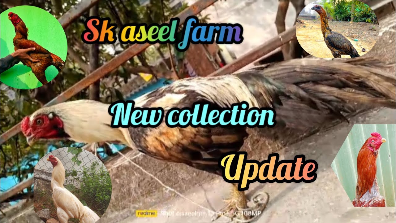 top class boy 💥sk aseel farm new collection 💯 - YouTube