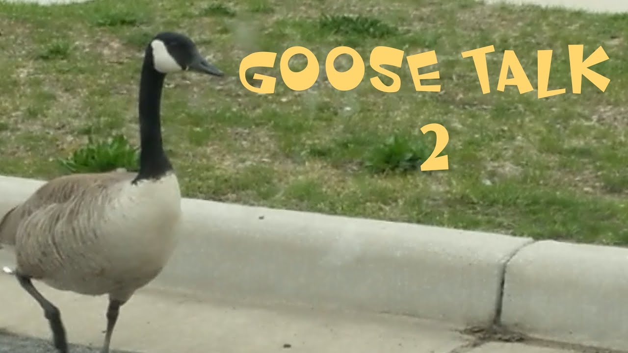 Goose Talk 2 - YouTube