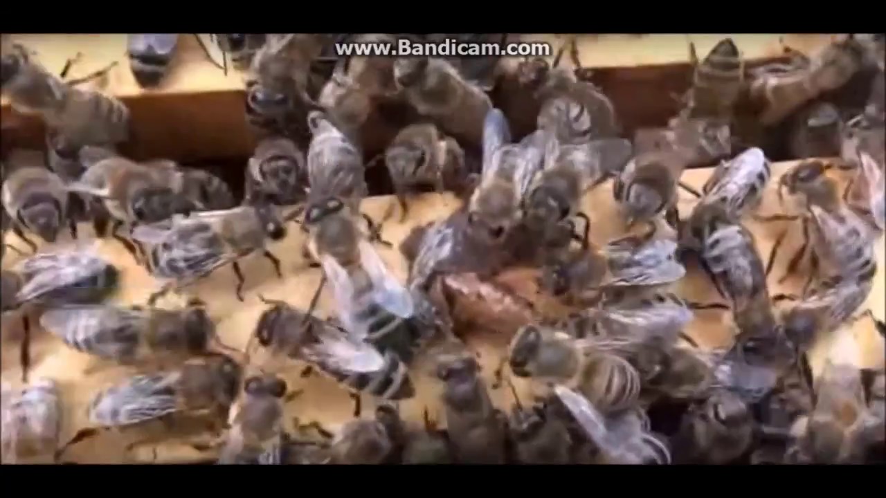 Dan Margarit - 6 Türkçe Yaşlı Ana Arı İptali Ana Arı Feromonu Arı ...