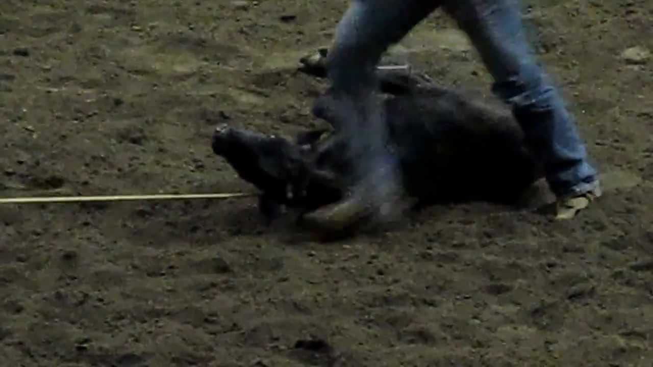 Grand National Rodeo Cruelty October 20, 2012 - Calf Roping - Slammed ...
