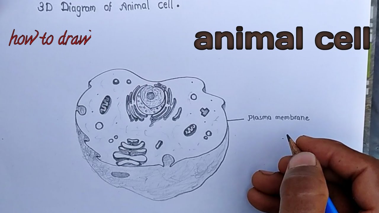 How to draw animal cell in 3D easily. - YouTube