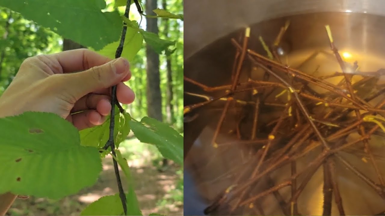 Birch tea and Burning Bush trash talk - YouTube