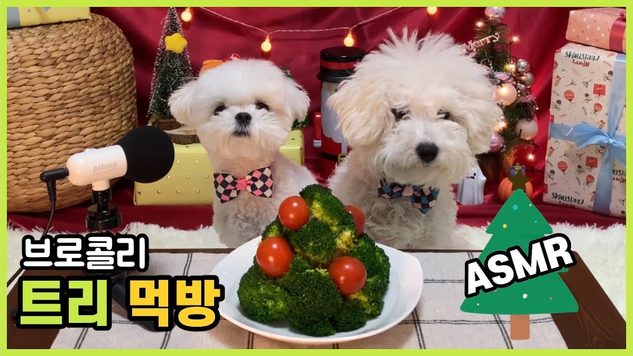 브로콜리 트리 먹방 | 강아지 크리스마스 음식 Tree Mukbang - YouTube