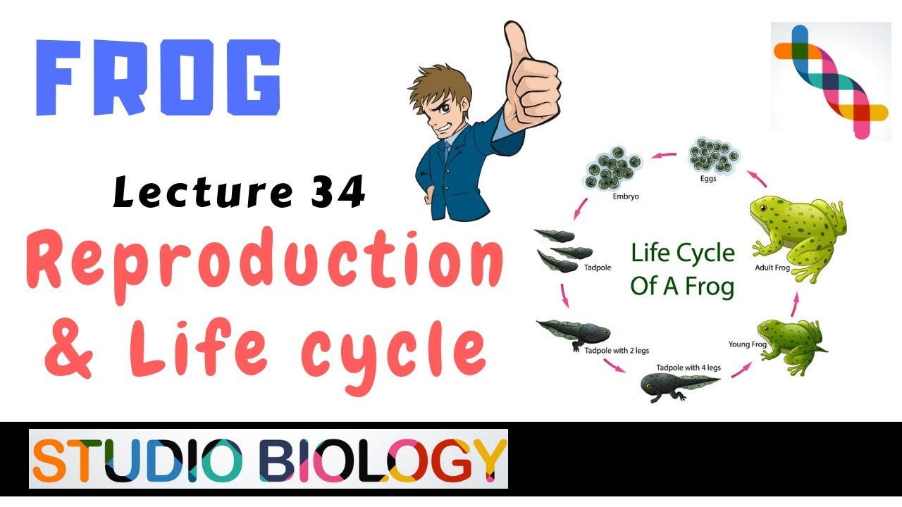 ZOOLOGY. XI.07. Frog – 34. Reproduction and Life Cycle - YouTube