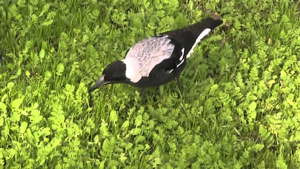 Australian magpie foraging 2 by Teo Lee Wei & K - YouTube