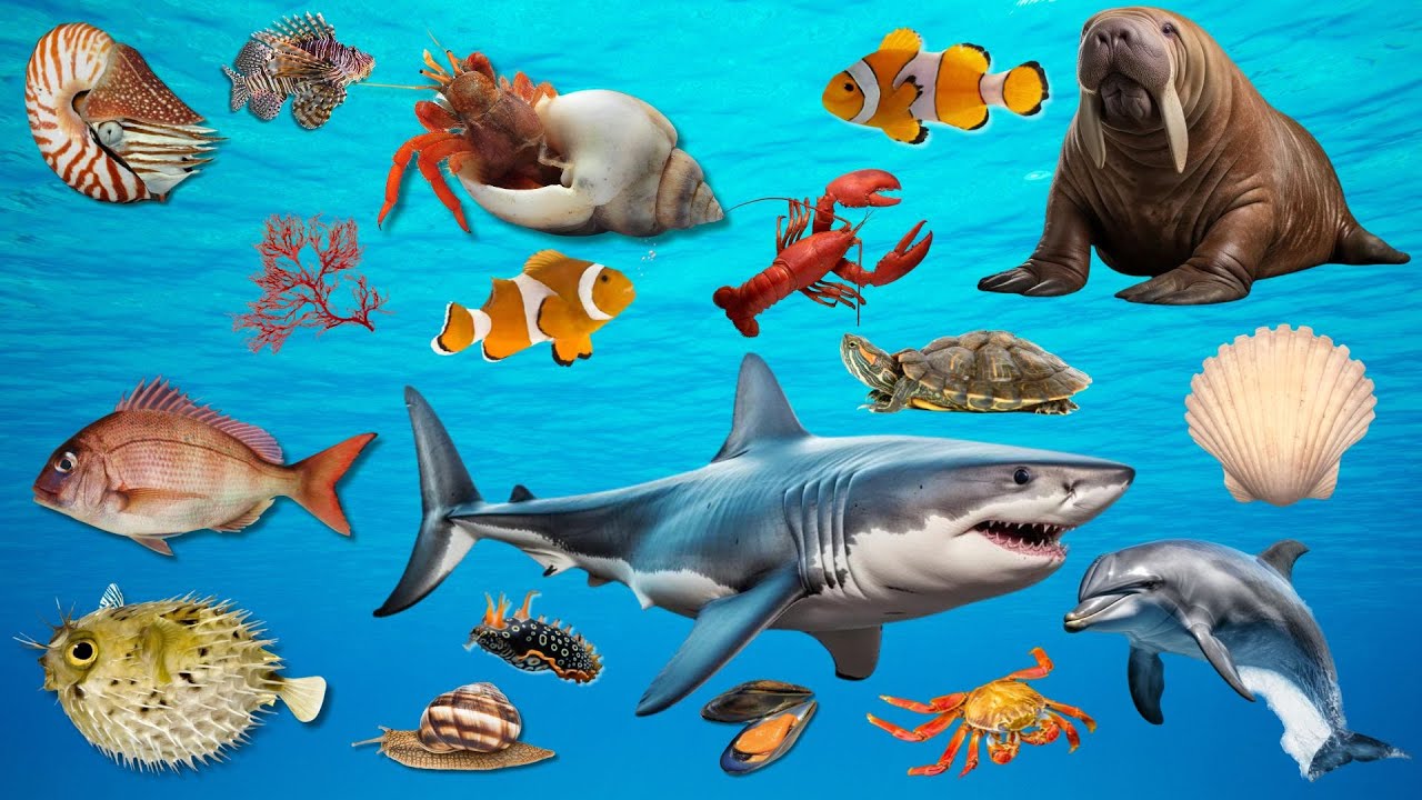 Learn Sea Animals Names In ENGLISH for ALL - Ocean Animal Names - YouTube