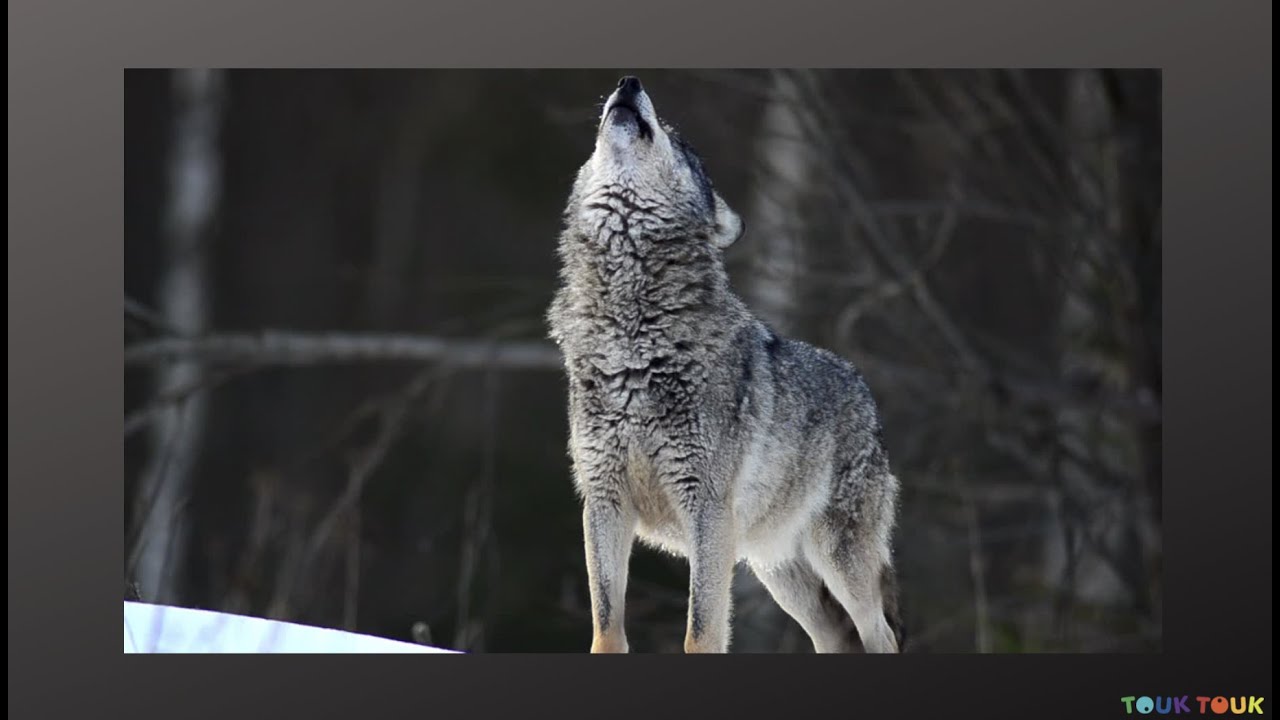 Le cri du loup - Touk Touk magazine - YouTube