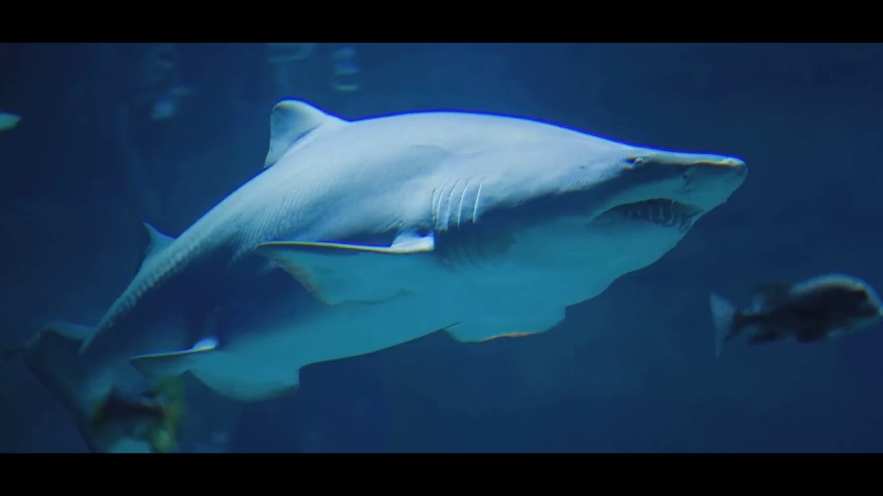 Super Shark's Underwater New Year's Extravaganza! - YouTube