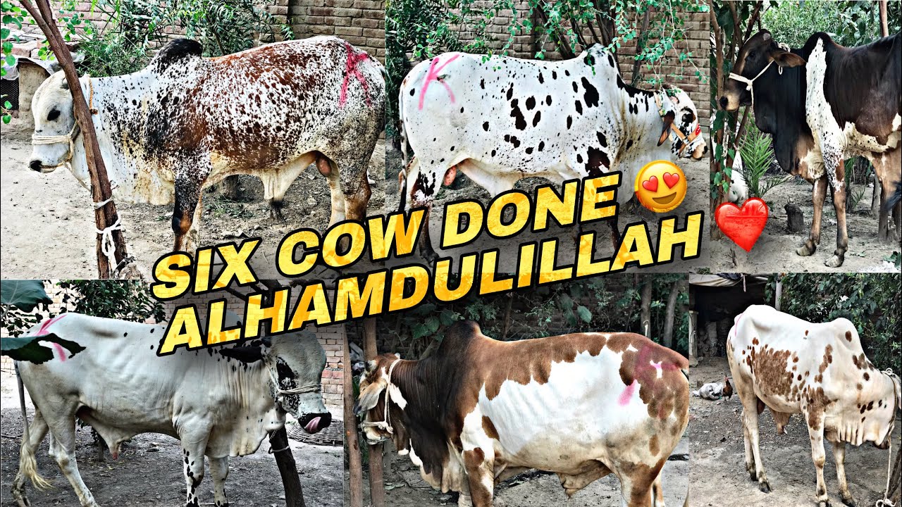 Alhamdulillah Six Cow Done ️😍 - YouTube
