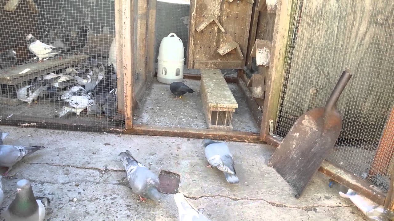 Tippler Pigeons Out 4/6/14 - YouTube
