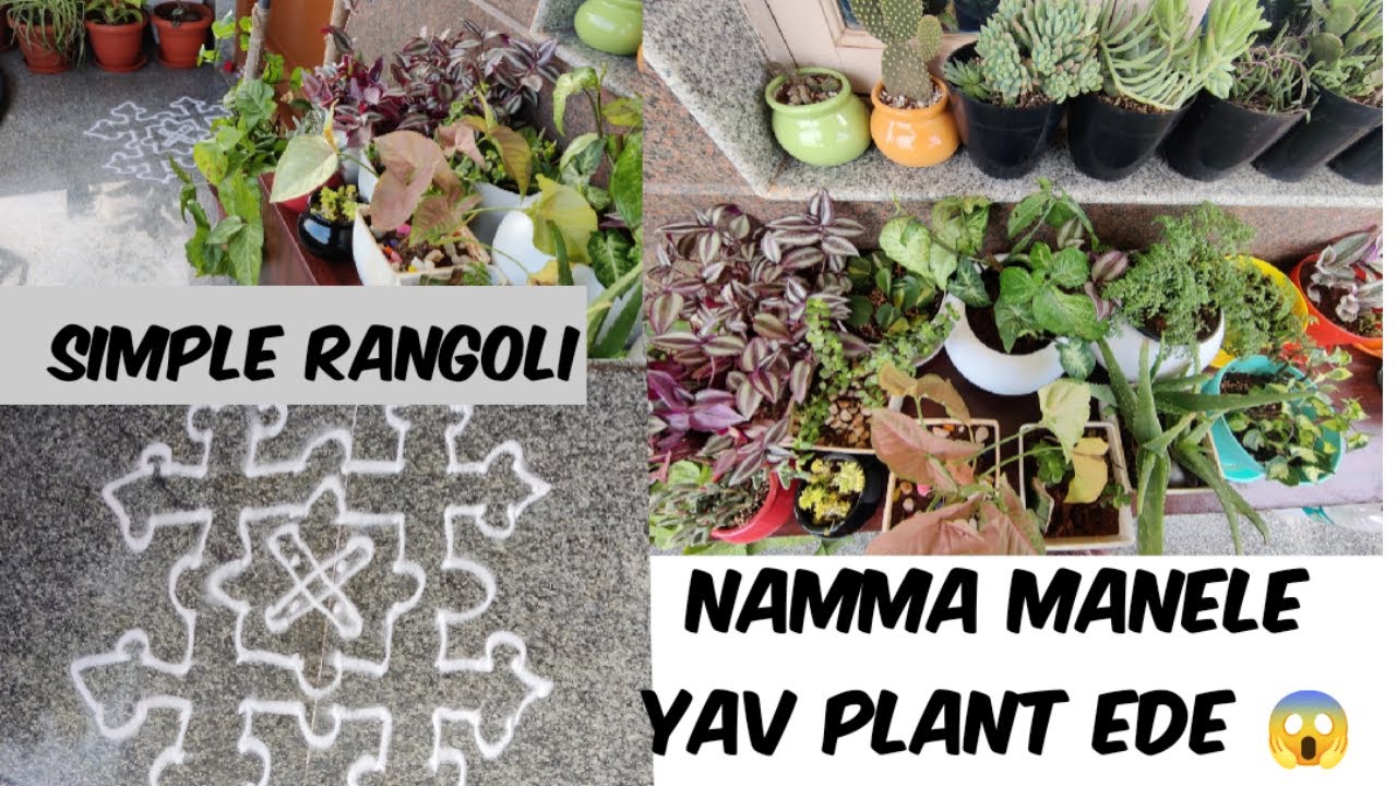 Simple& Beautiful Rangoli 😱 Namma manele yav plants ede|Tumba rare and ...