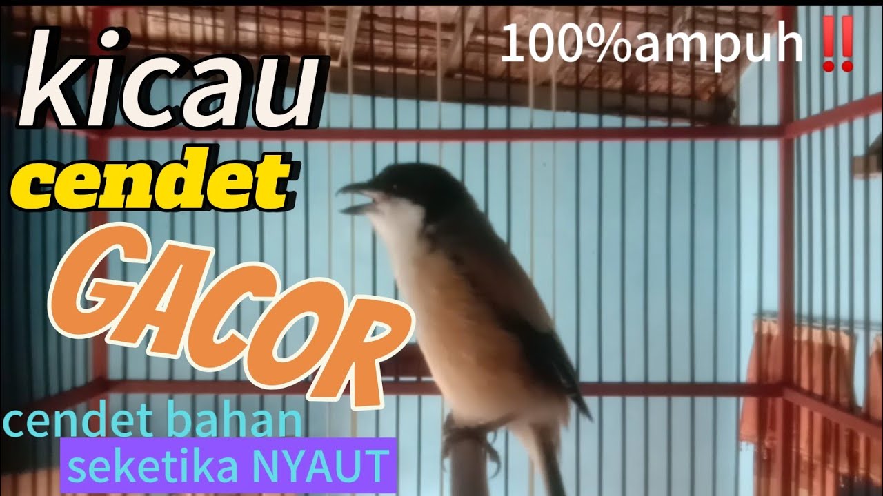 burung cendet gacor ampuh‼️untuk memancing/memaster cendet bahan ...