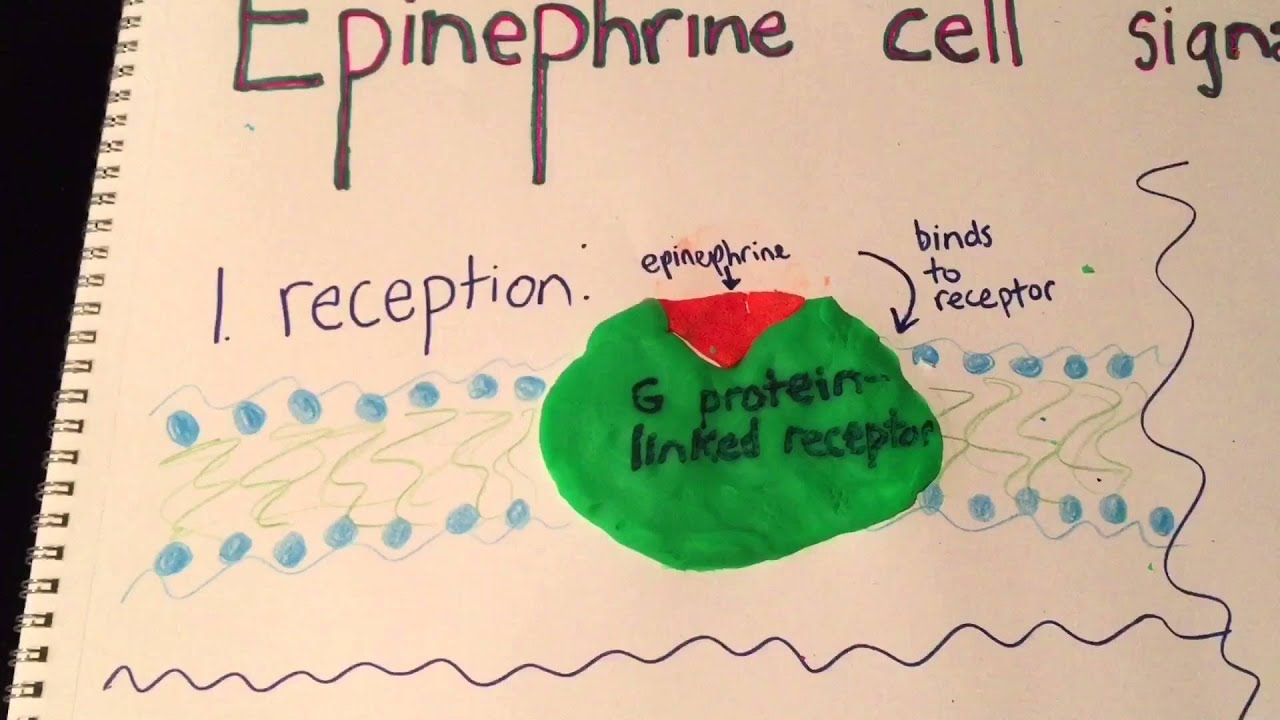 Epinephrine cell signaling pathway - YouTube