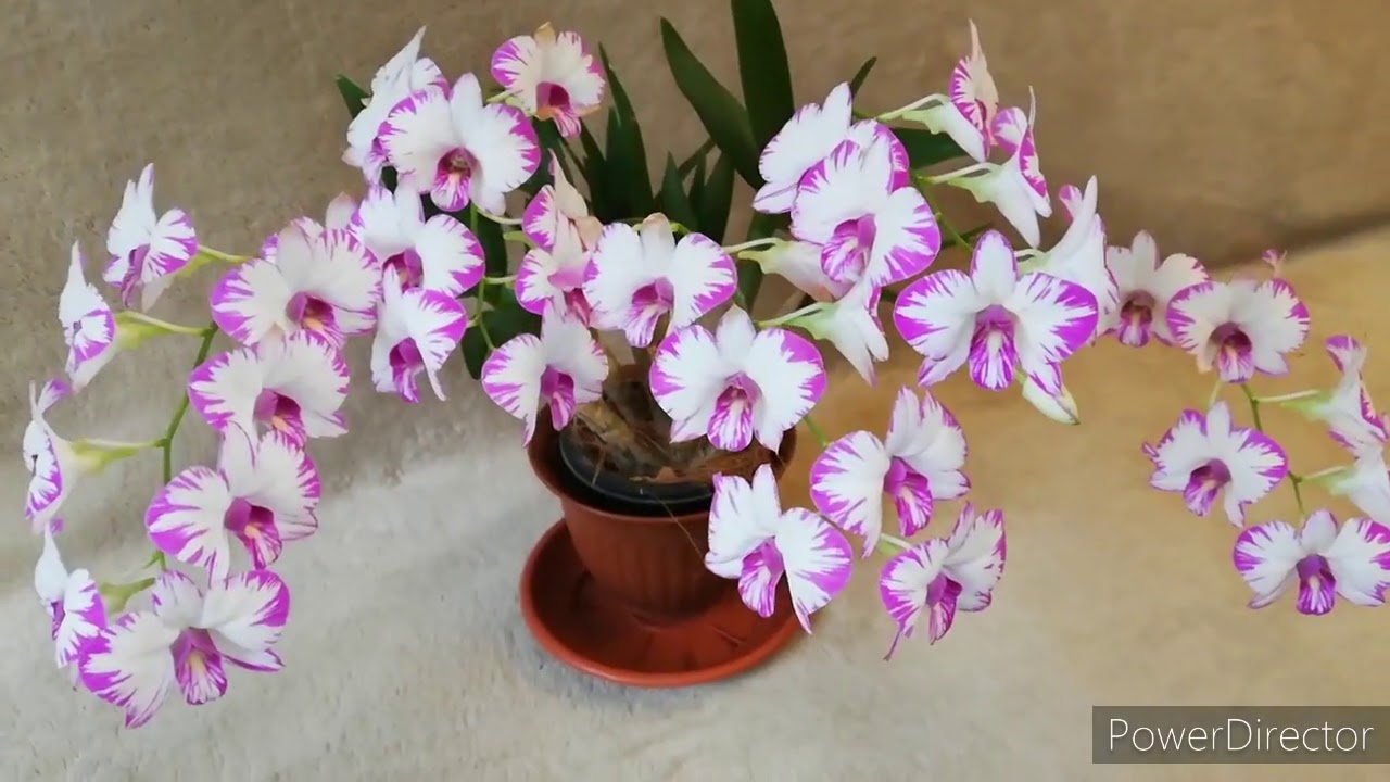 Dendrobium Enobi Purple 'Splash'. Орхидея Дендробиум Эноби Пурпл Сплеш ...