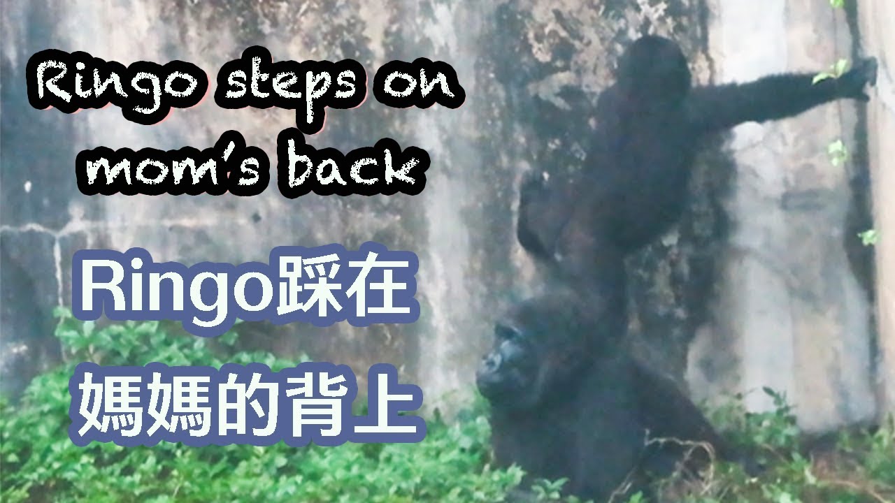 小金剛Ringo踩在媽媽背上Ringo steps on mom's back#金剛猩猩 #gorilla - YouTube