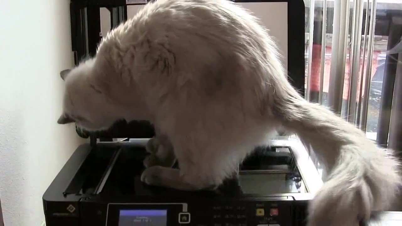 Cat uses copy machine - YouTube