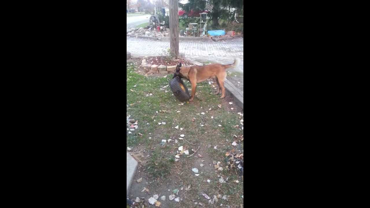 Belgian malinois climbing - YouTube