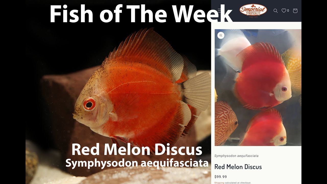 Red Melon Discus Symphysodon aequifasciata #imperialtropicals # ...