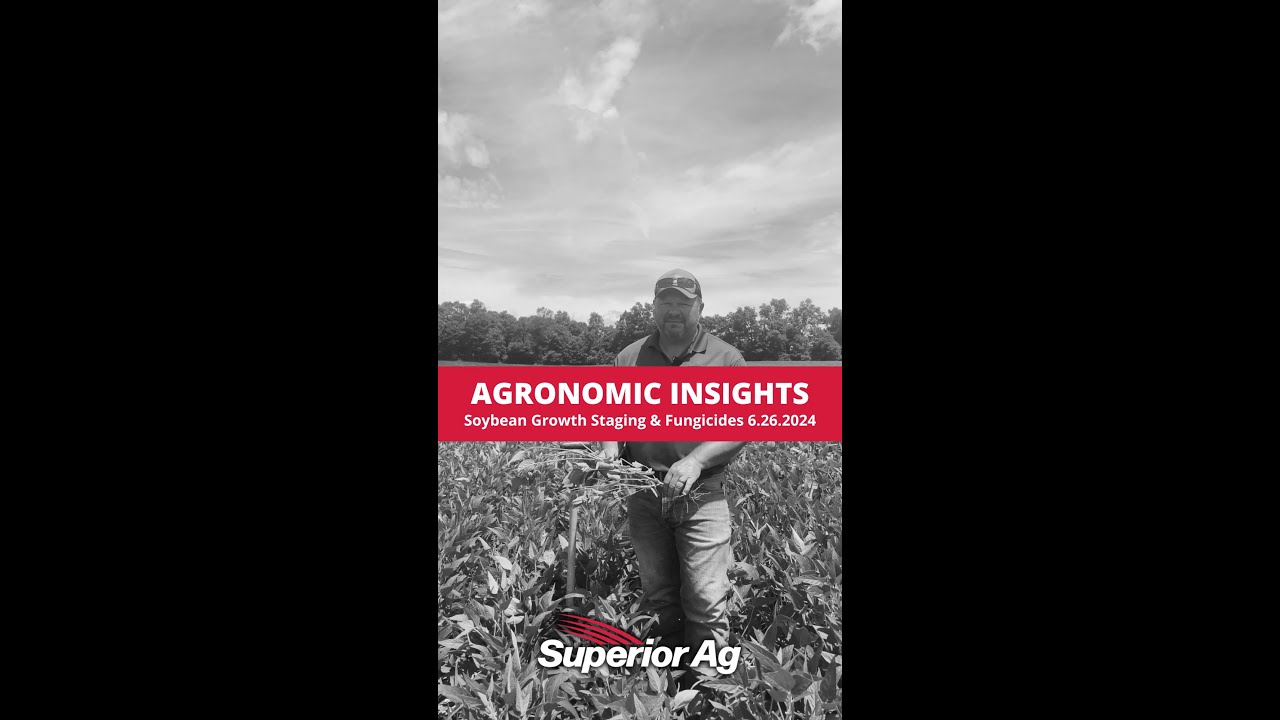 Soybean Growth Staging and Fungicides | Superior Ag Agronomic Insights 6.28.2024 - YouTube
