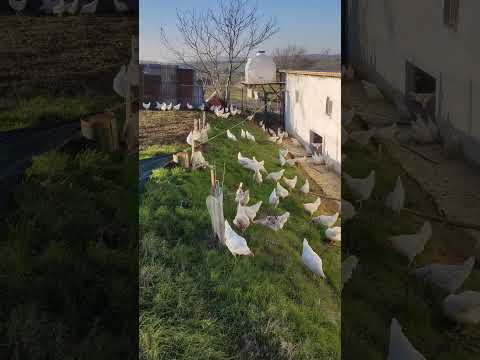 GEZEN TAVUK ÇİFTLİĞİNDE AKŞAM KAPANIŞI TAVUKLAR GEZİNTİDE