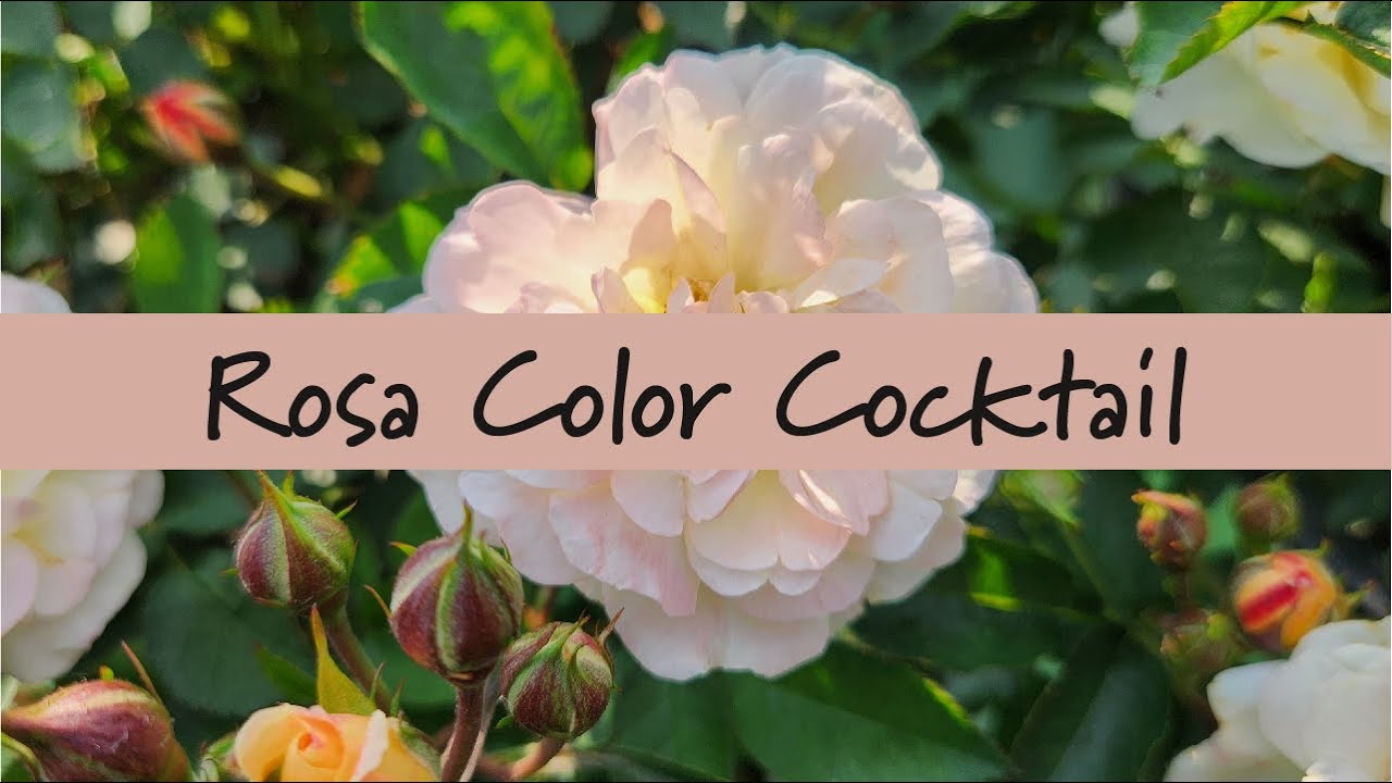 Rosa Color Cocktail at Prides Corner Farms - YouTube