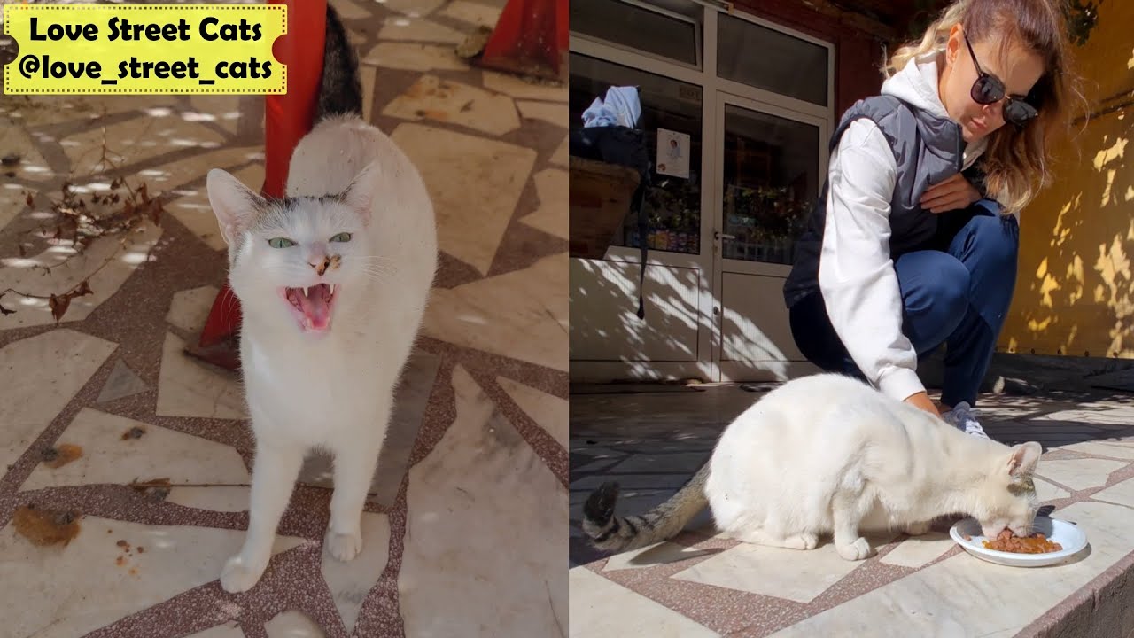 Life Without Cats is Like a Garden Without Flowers | Love Street Cats 🌸 ...