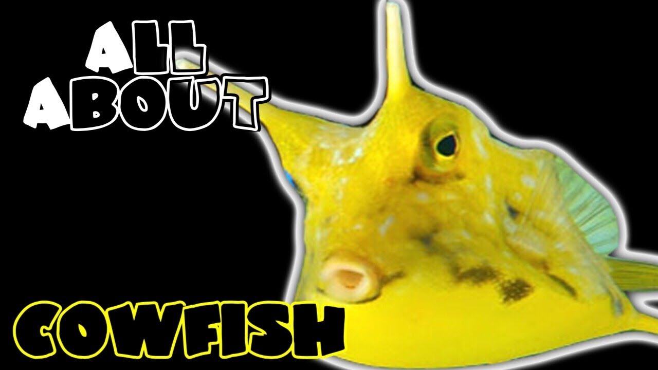All About The Cowfish - YouTube