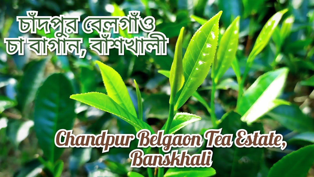 চাঁদপুর বেলগাঁও চা বাগান বাঁশখালী। Belgaon Tea Estate Banskhali. Explore Banskhali With Shaown 2 ...