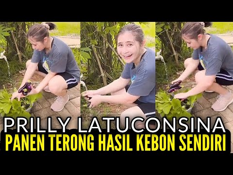 Prilly Latuconsina Panen Terong Dari Hasil Kebon Sendiri