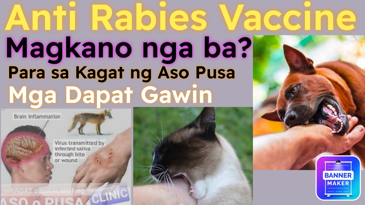 Anti Rabies Vaccine Magkano nga ba?Para sa Kagat nang ASO PUSA Dapat ...