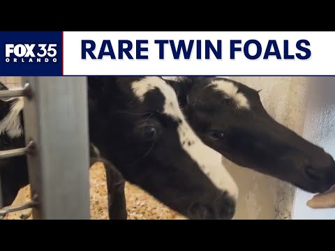 Rare twin foals born in Central Florida defy the odds