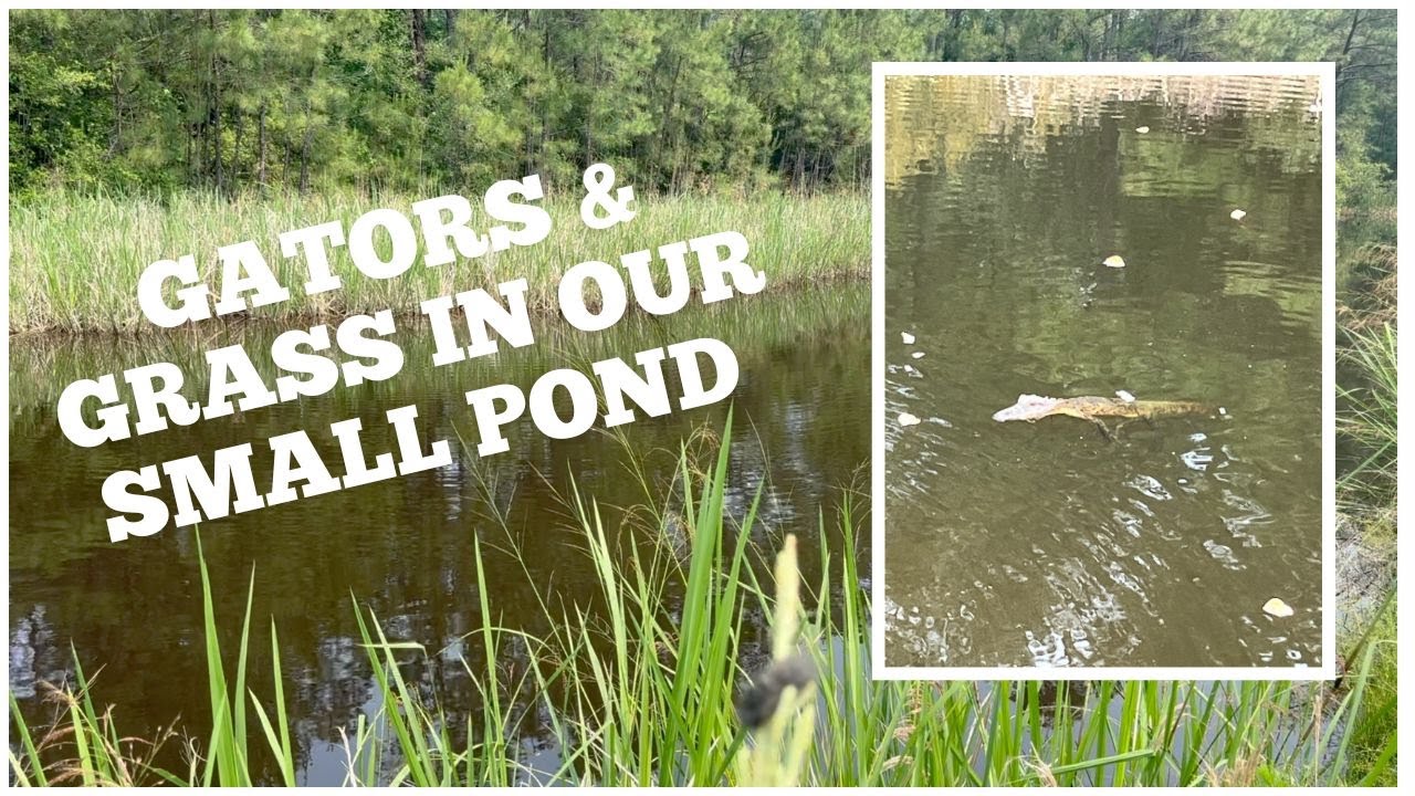 Tilapia re-stocking in Pond is delayed by alligator infestation ...