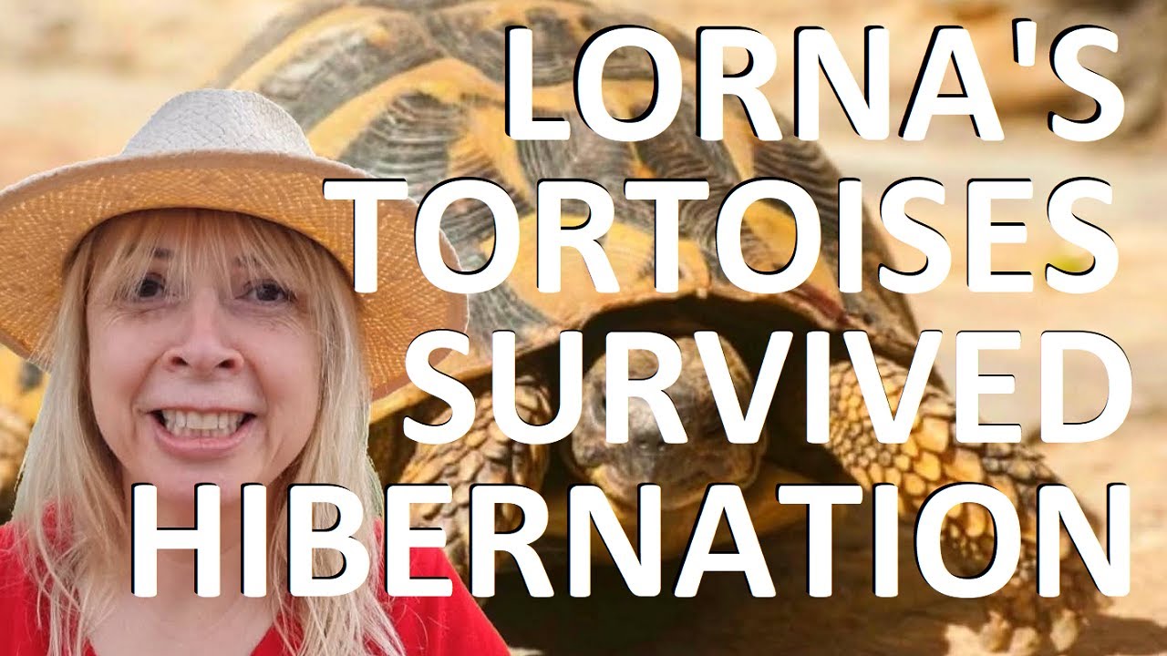 Lorna's Tortoises Survive Hibernation - YouTube