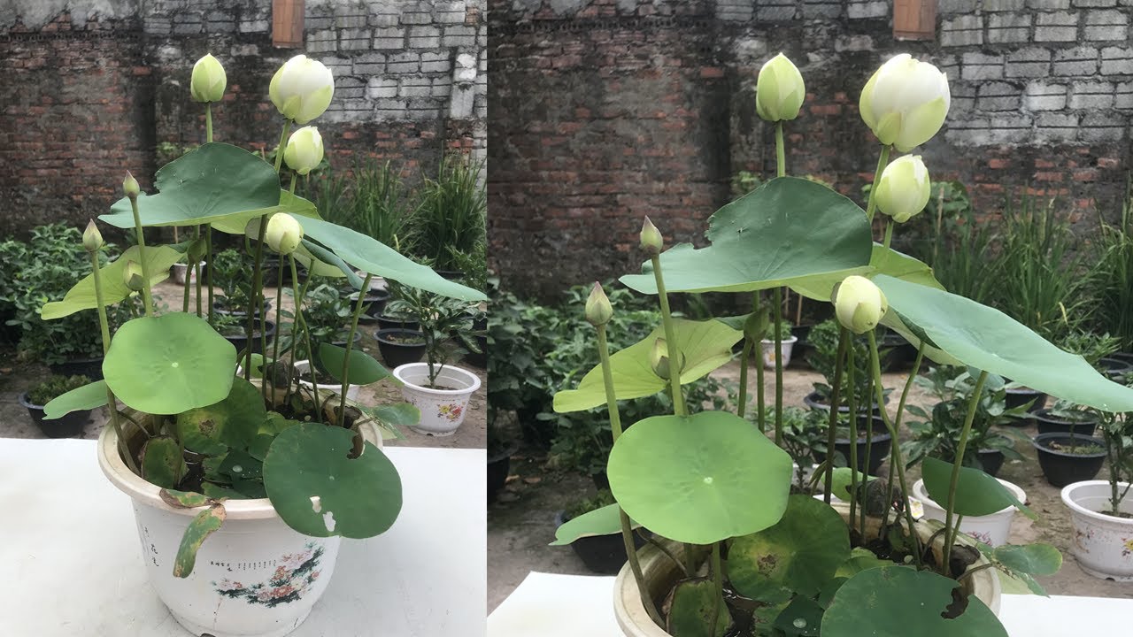 My lotus pot is blooming in the sun | grow lotus at home - YouTube