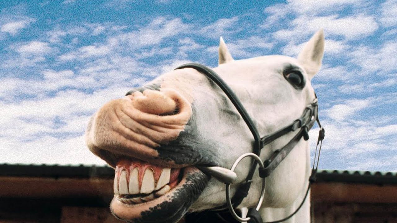 Y el caballo lo fildeo - YouTube