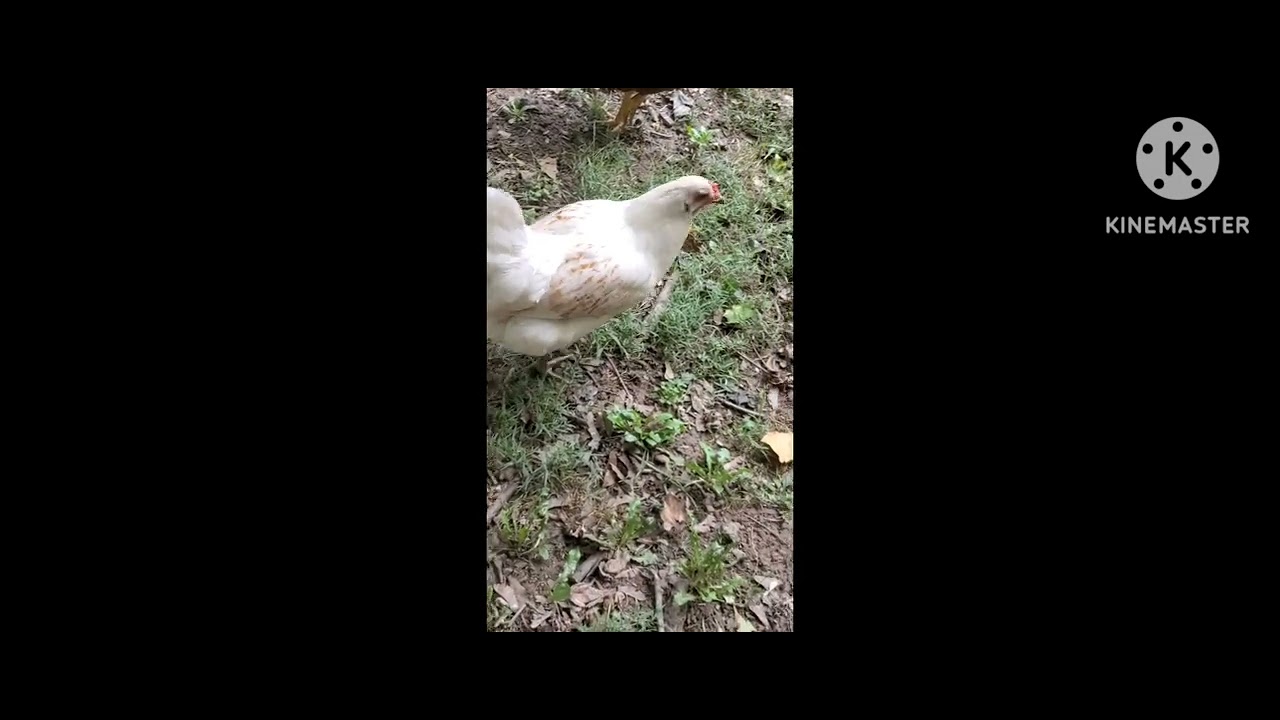 Some of the best clips of our chickens! 🐔 - YouTube