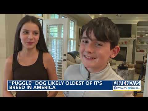 'Tut' may be the oldest puggle in America