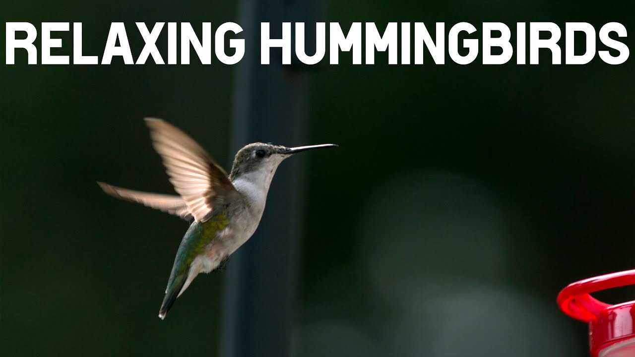 Relaxing Hummingbirds Playing in the Rain 4K - YouTube