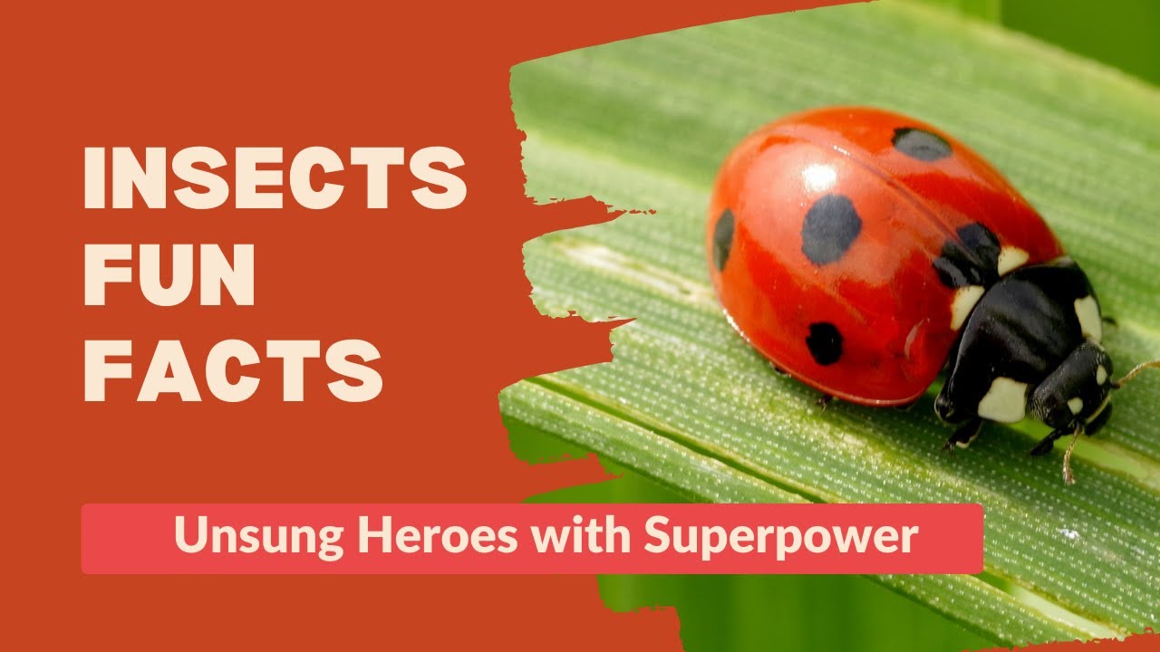 Insects Fun Facts Nature Discovery Educational Resource HD Videos of ...