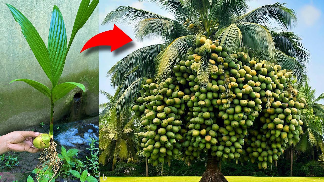 How i Growing Small Coconut fruit With Fast Time - YouTube