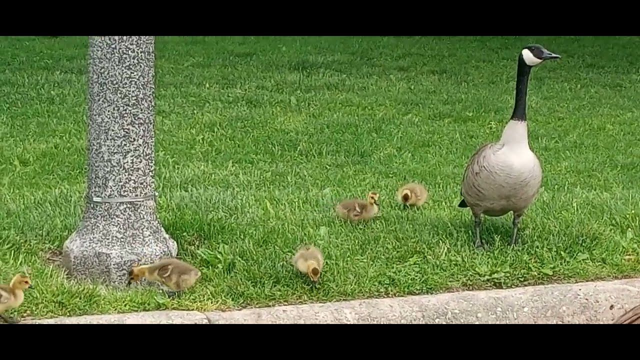 Goose Goslings & fountain at Pekin park - YouTube