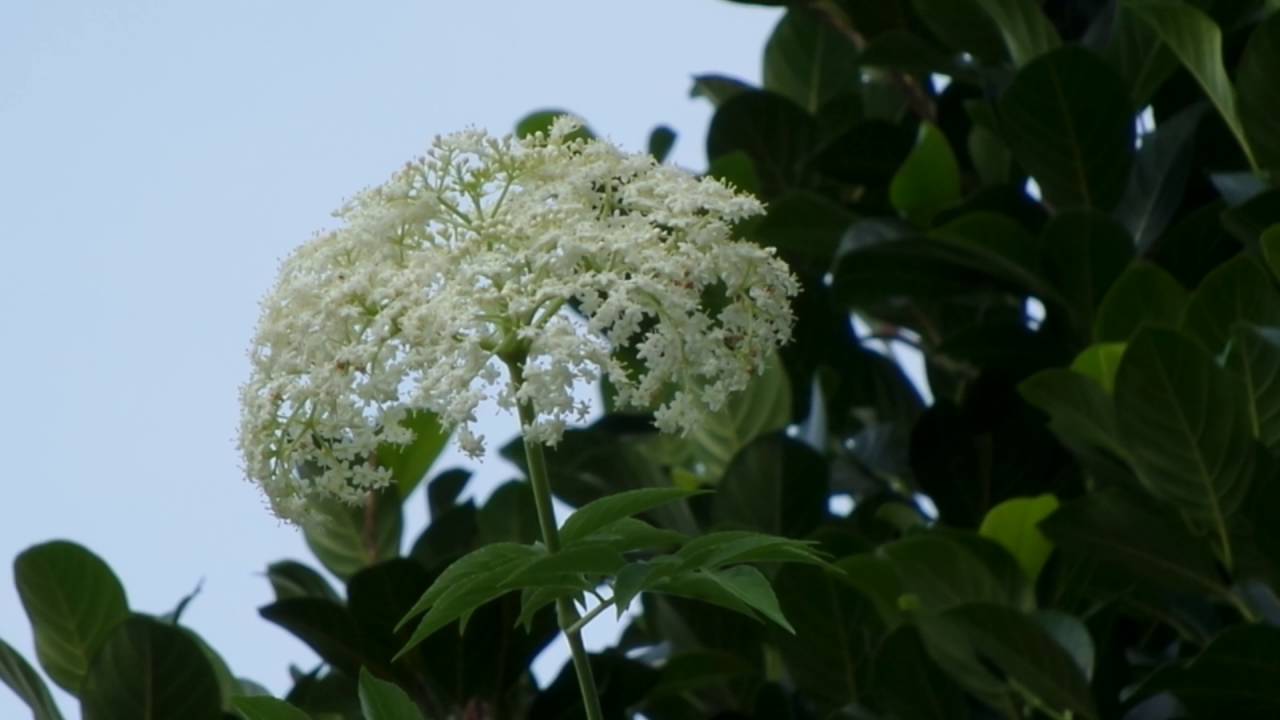 พวงไข่มุก (Puang Kai Muk) - American Elder - YouTube