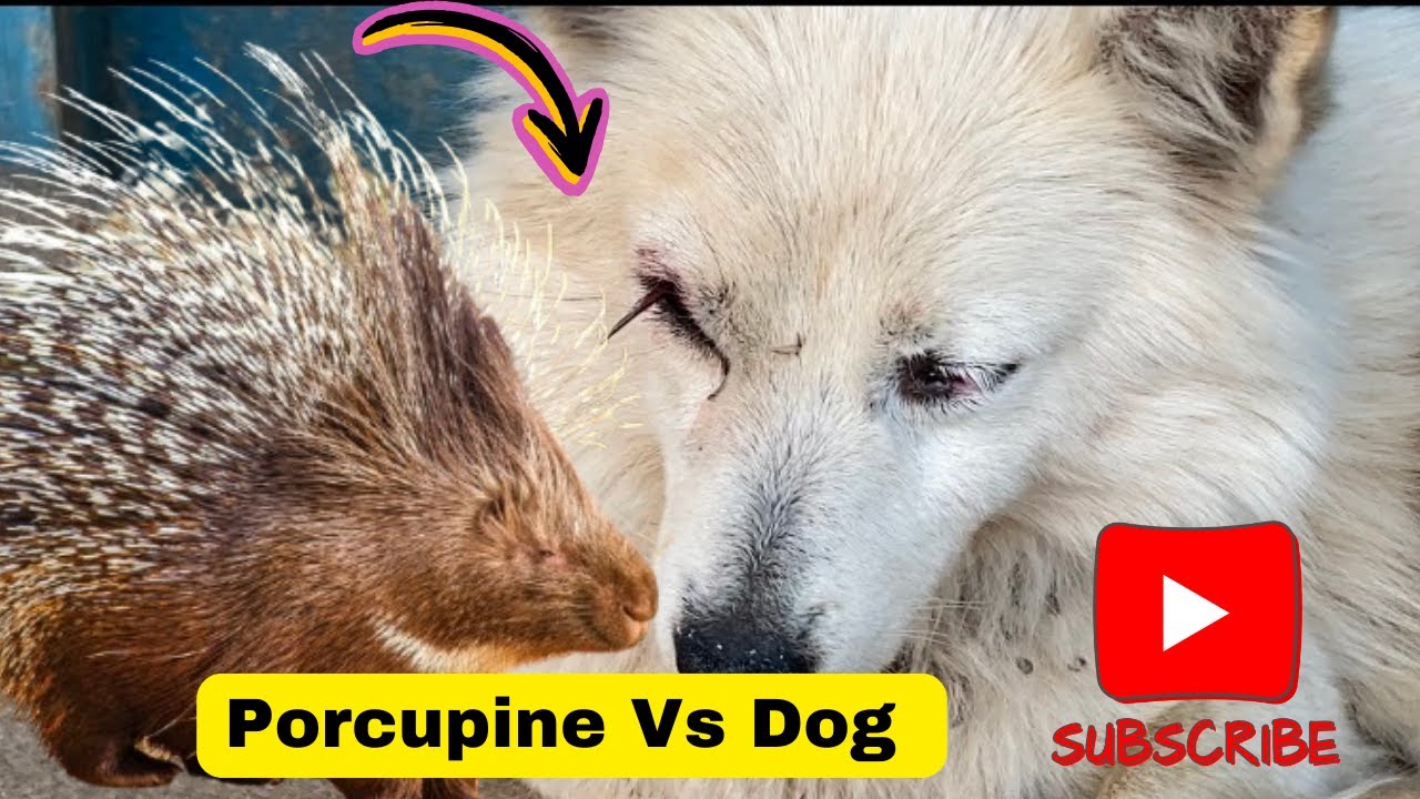 Porcupine vs Dog | “The dog was stung by a porcupine.” | Niraj Rana ...